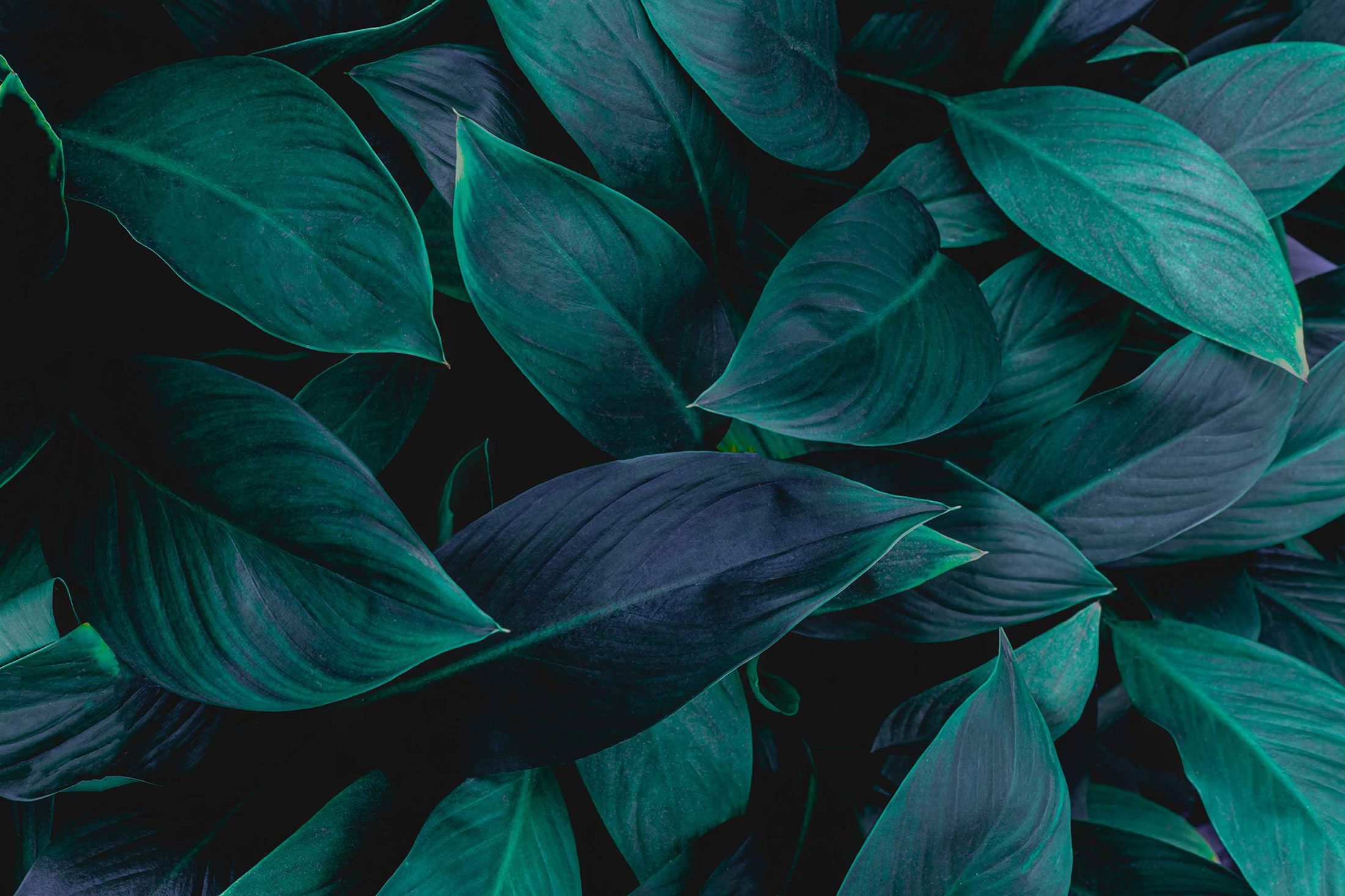 pantea-health.de - urlscan.io